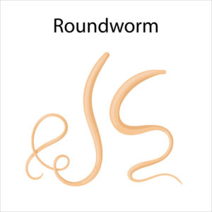 A Guide to Poultry Parasites - Backyard Poultry